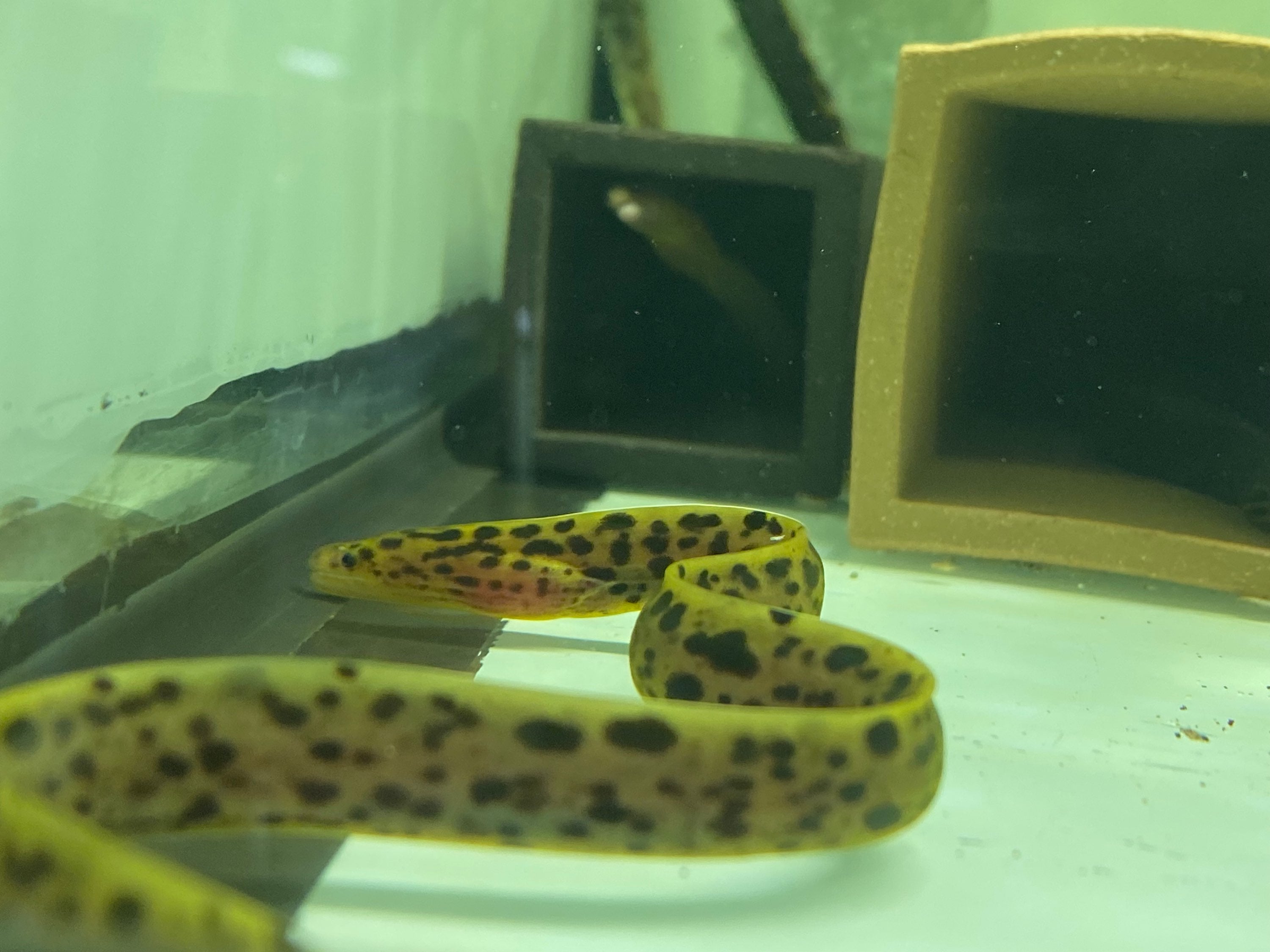Eels – J4 aquatics