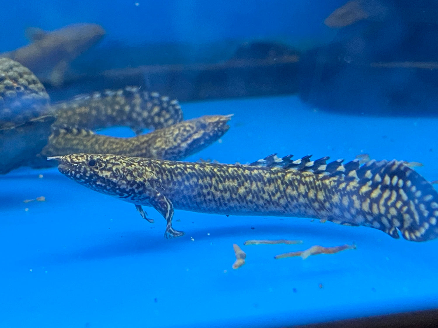 Collections – J4 aquatics