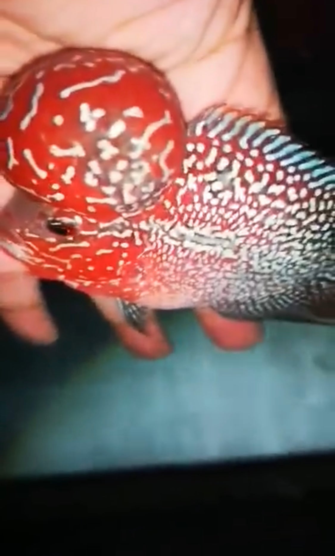 Collections – J4 aquatics