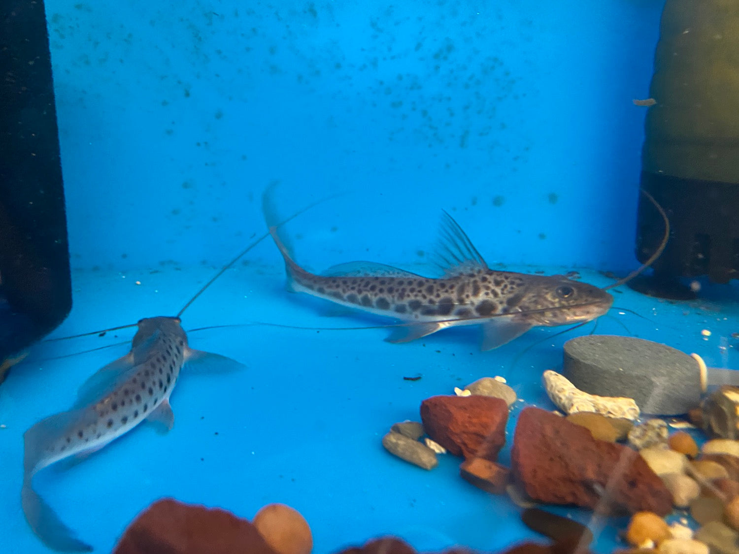 Catfish – J4 aquatics