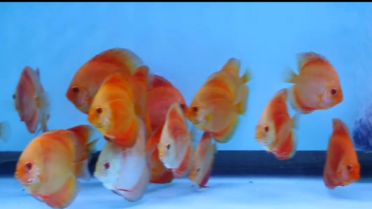 Collections – J4 aquatics