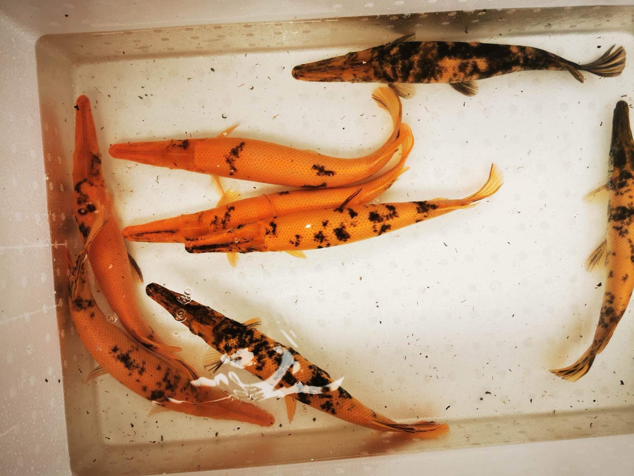 Collections – J4 aquatics