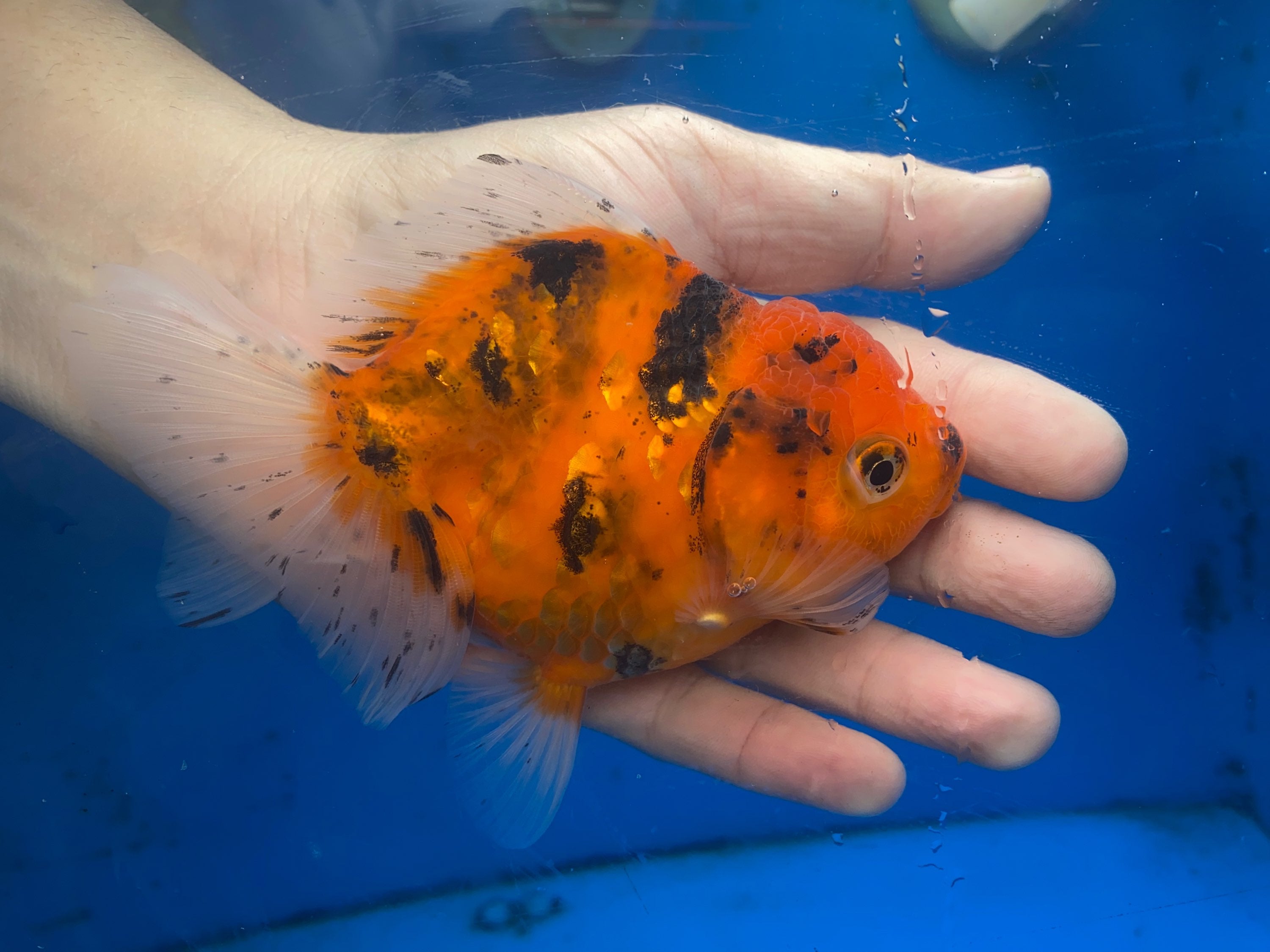 Collections – J4 aquatics