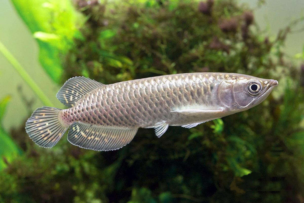 Collections – J4 aquatics