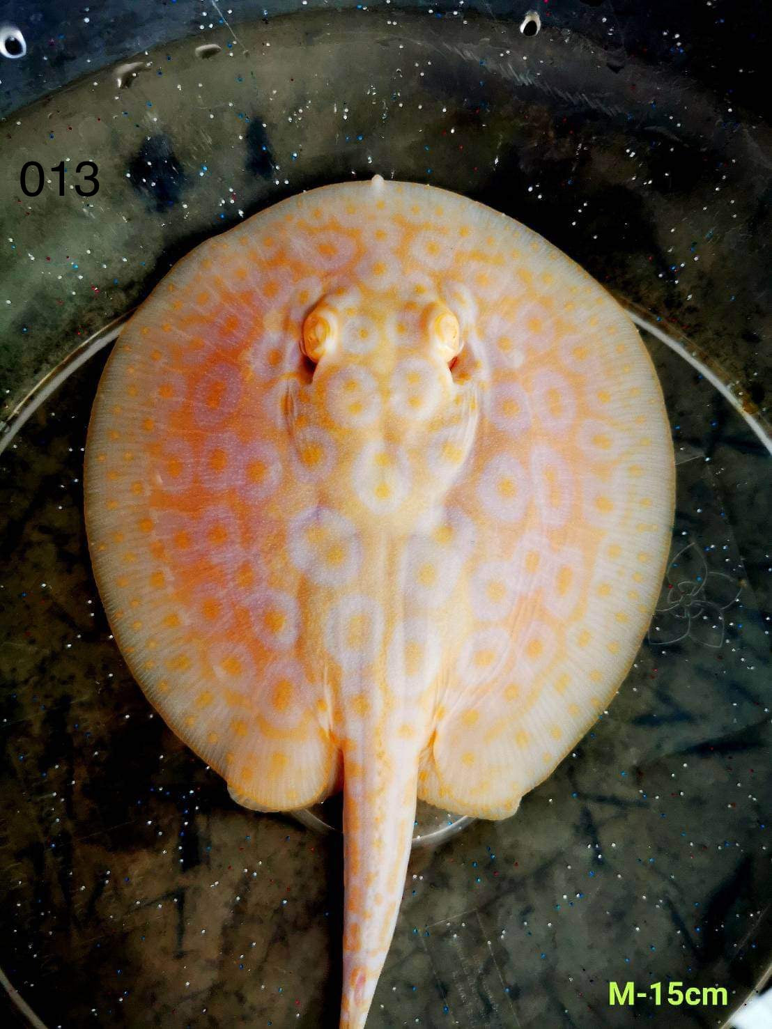 Pearl Freshwater Stingrays – J4 aquatics