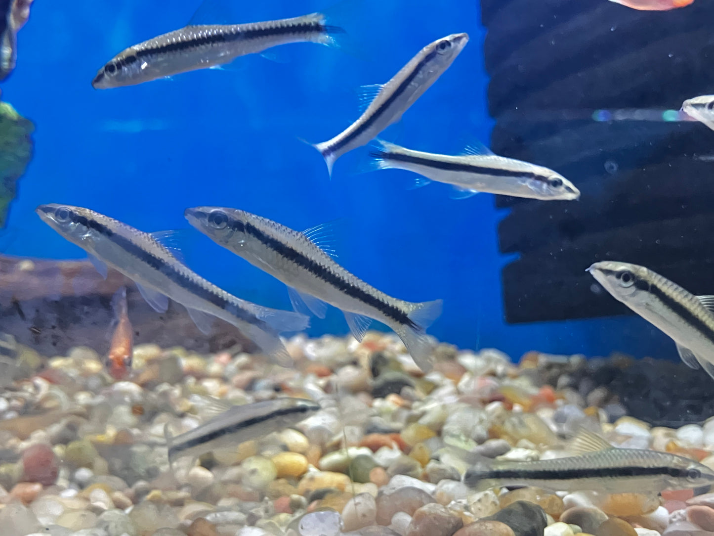 Siamese Algae Eater (True SAE) – J4 aquatics