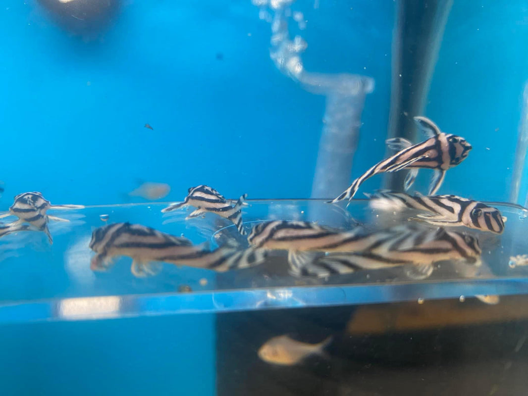 Plecos – J4 aquatics