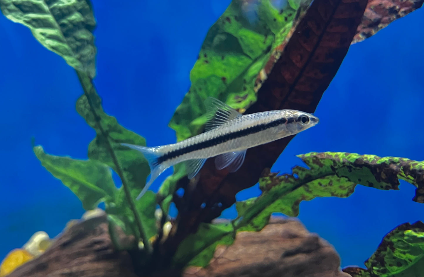 Siamese Algae Eater (True SAE) – J4 aquatics