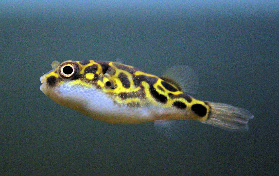 Figure 8 Puffer Fish 1" – J4 aquatics