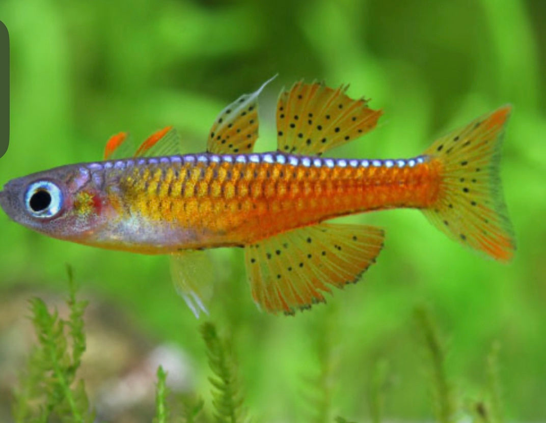 Red Neon Blue Eye (“Paskai”) Rainbowfish 1" (3Pack) (Pseudomugil lumin ...