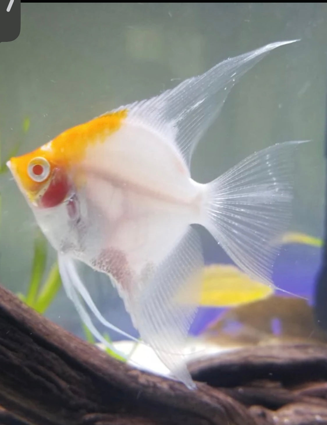 Albino Red Cap Angels 2" – J4 aquatics