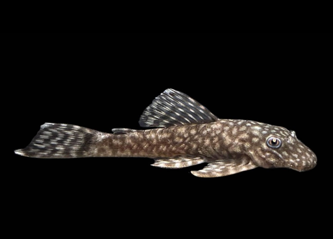 L032 Aguaboa Ancistrus (Ancistrus aguaboensis) – J4 aquatics