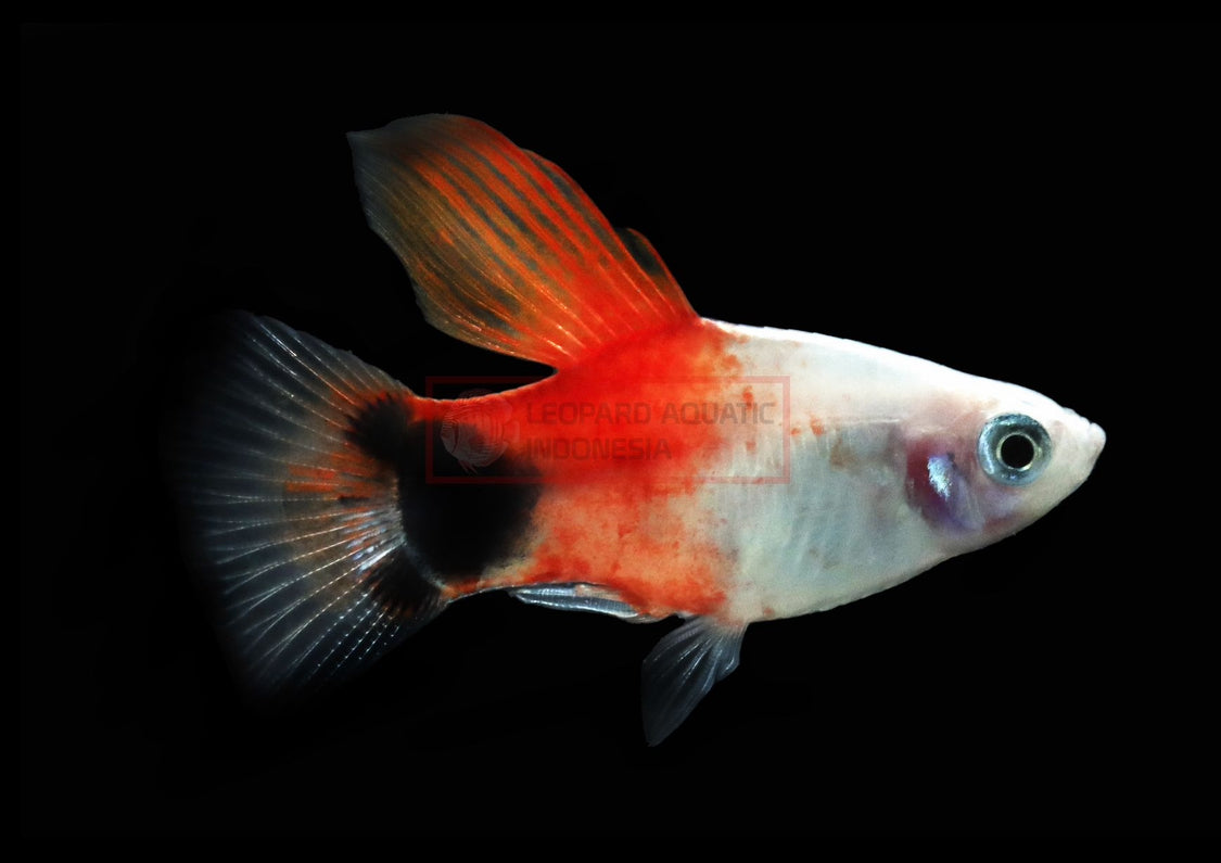 Shorbody Hifin Caroline Platy – J4 aquatics