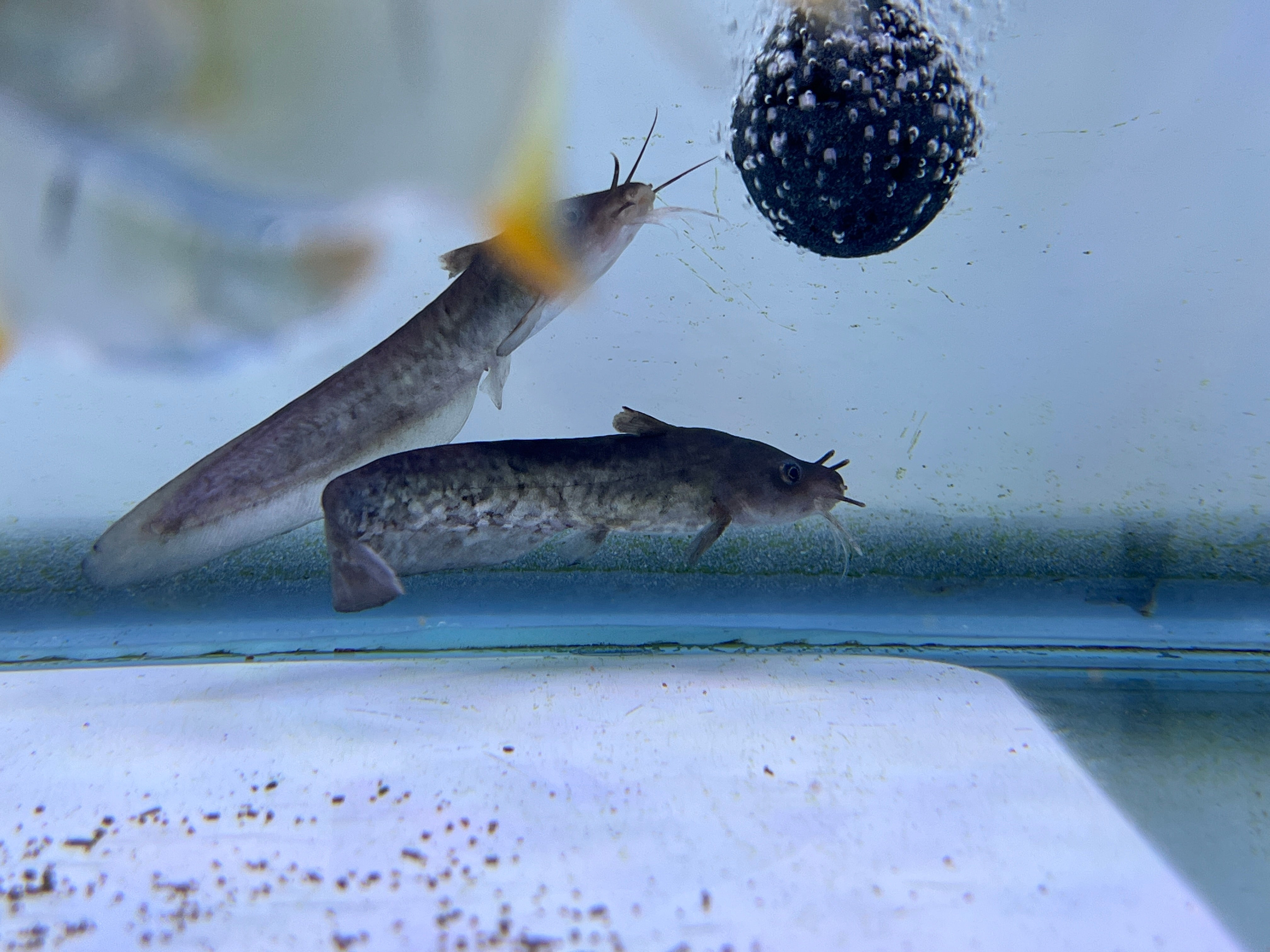 Tandanus Tandanus ( eel-tailed catfish ) 5" – J4 aquatics