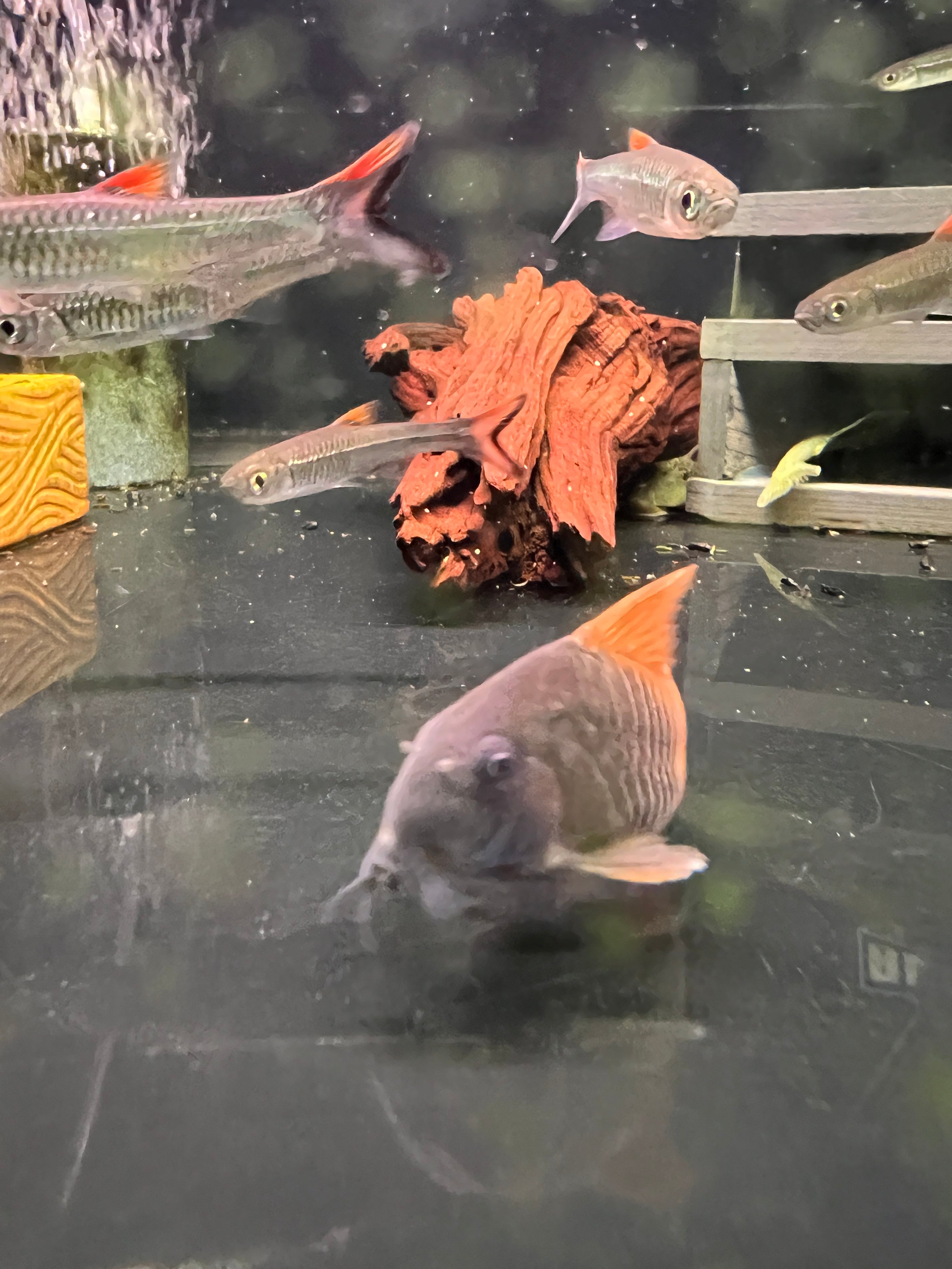 CW217 Corydoras 1.5-2" – J4 aquatics