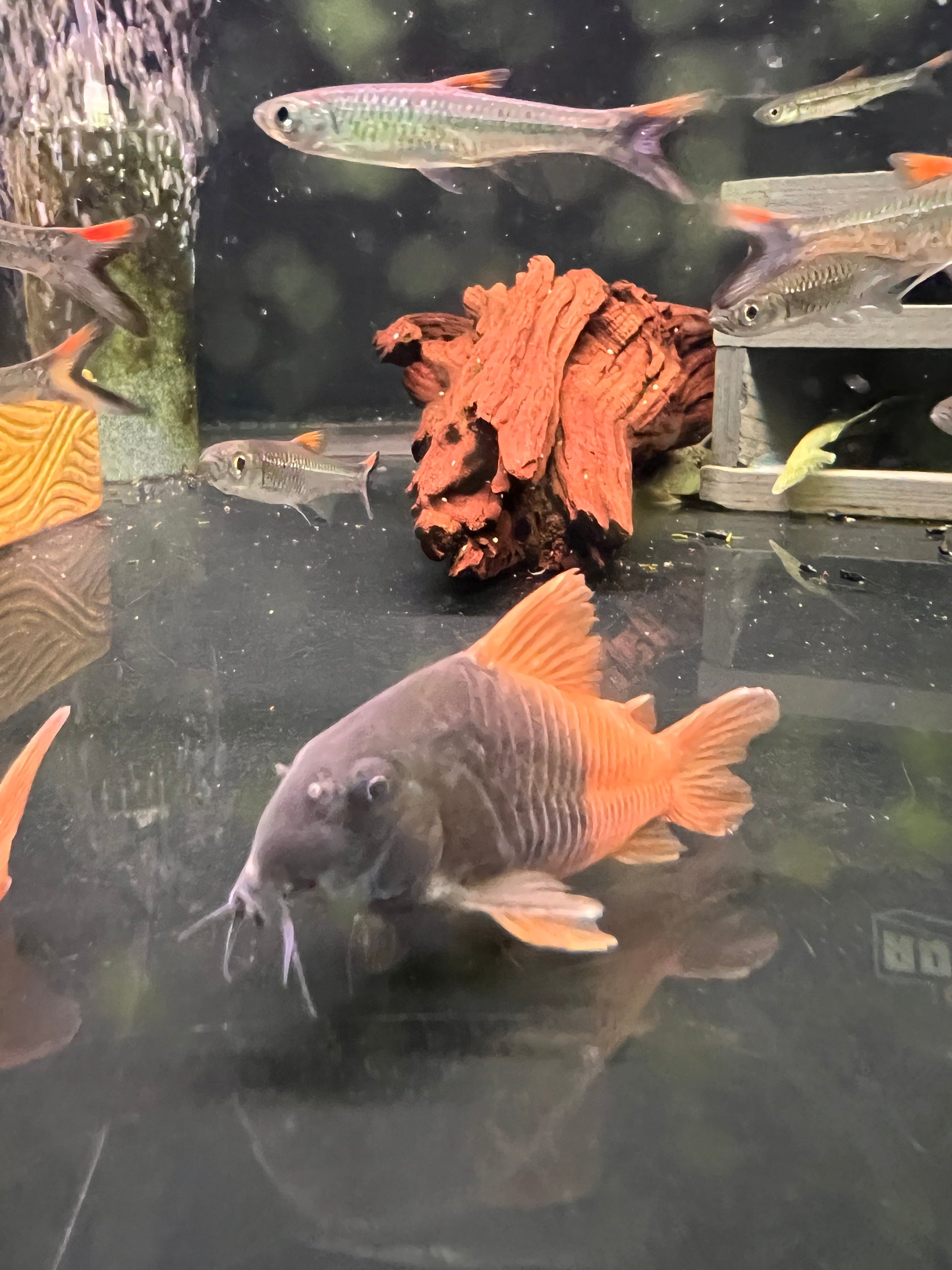 CW217 Corydoras 1.5-2" – J4 aquatics