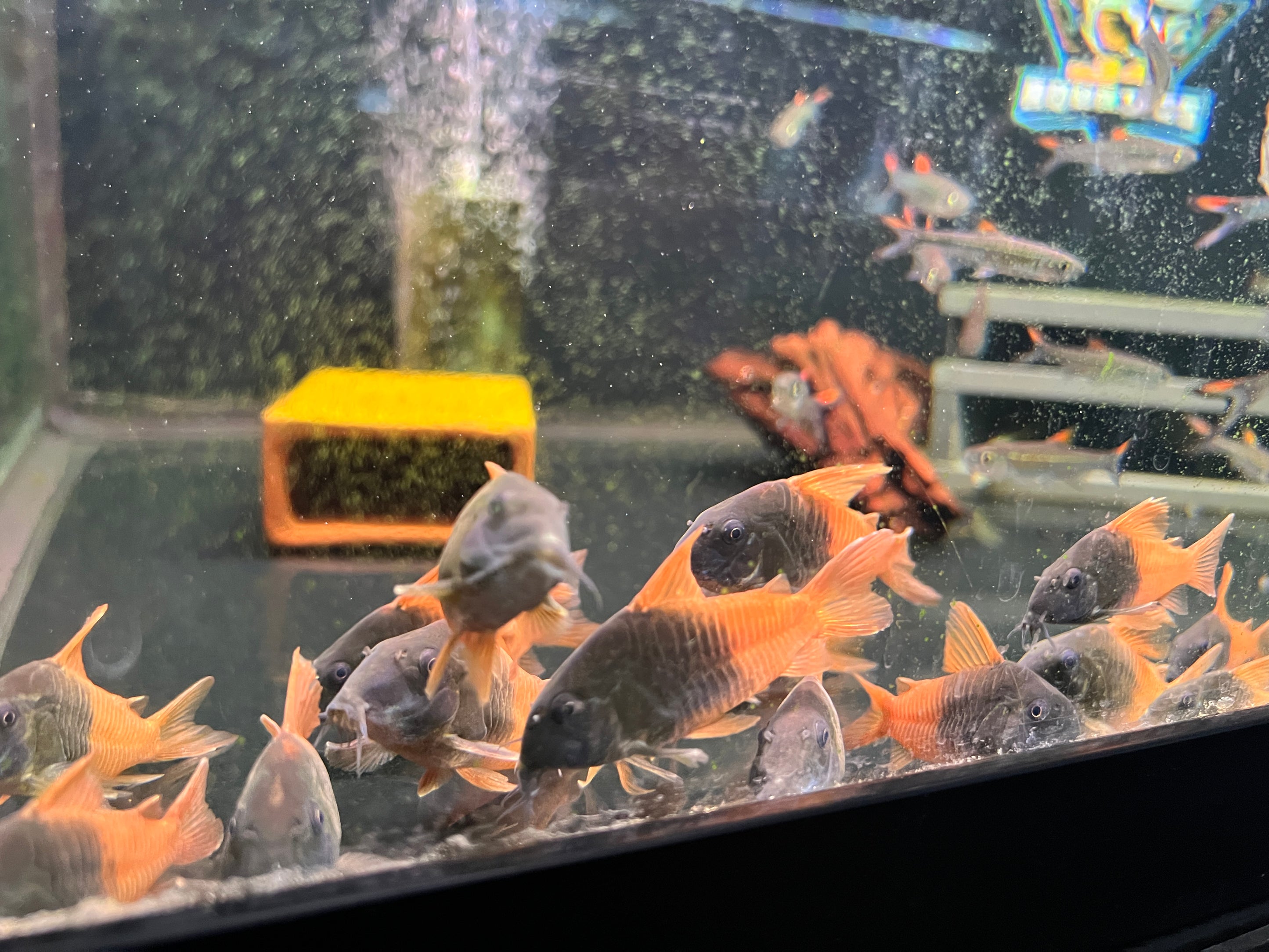 CW217 Corydoras 1.5-2" – J4 aquatics
