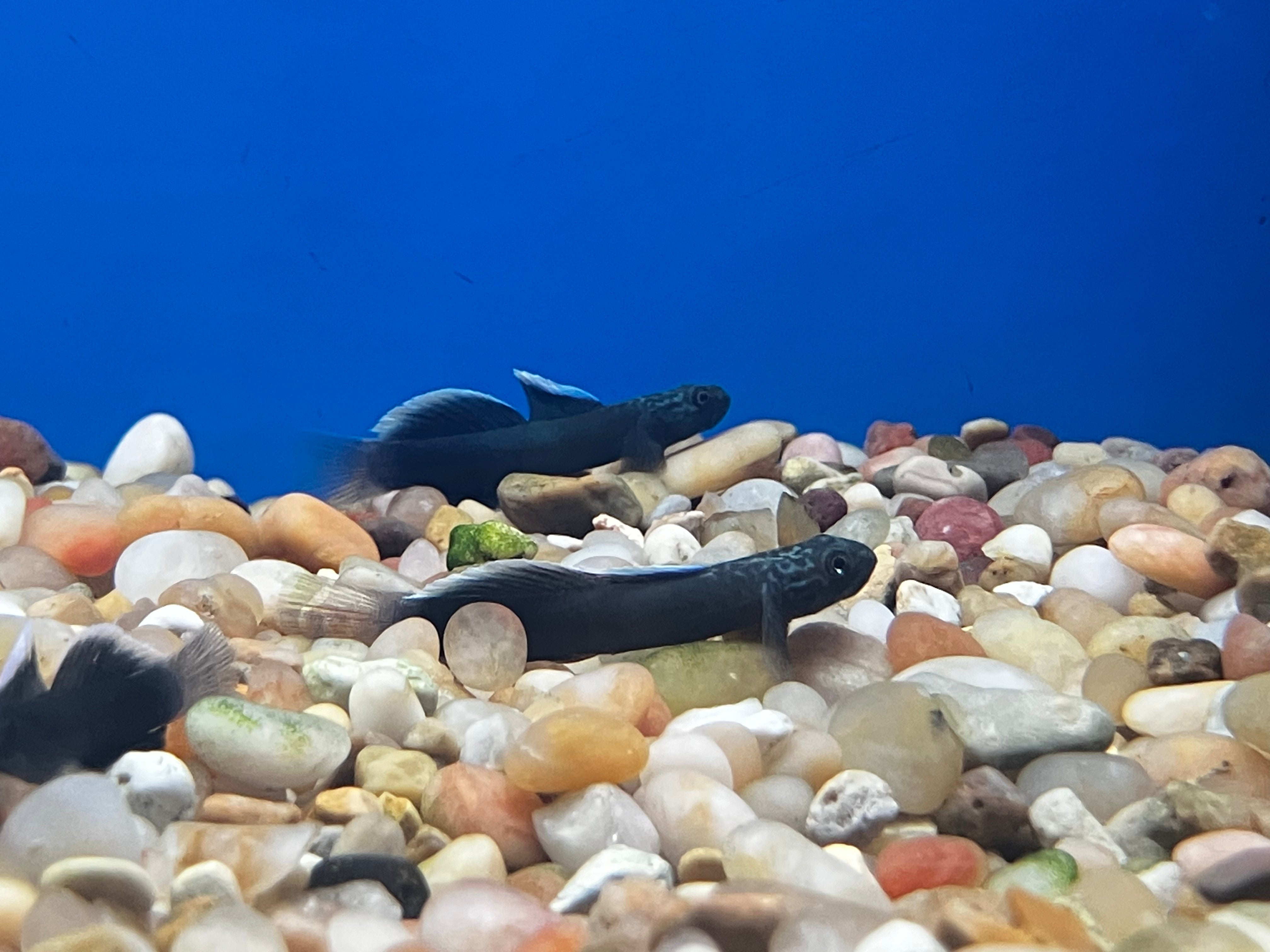 Dimetrodon Goby (Lentipes Dimetrodon) – J4 aquatics