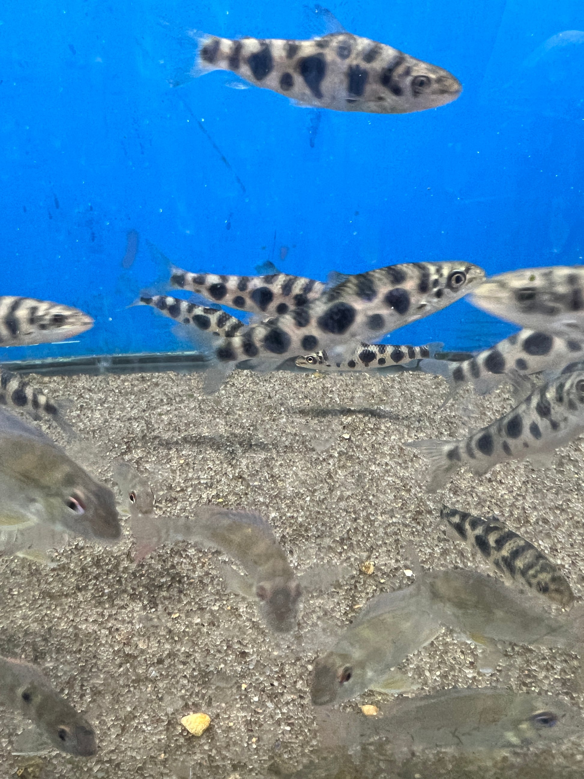 Leporinus Octomaculatus 3" – J4 aquatics