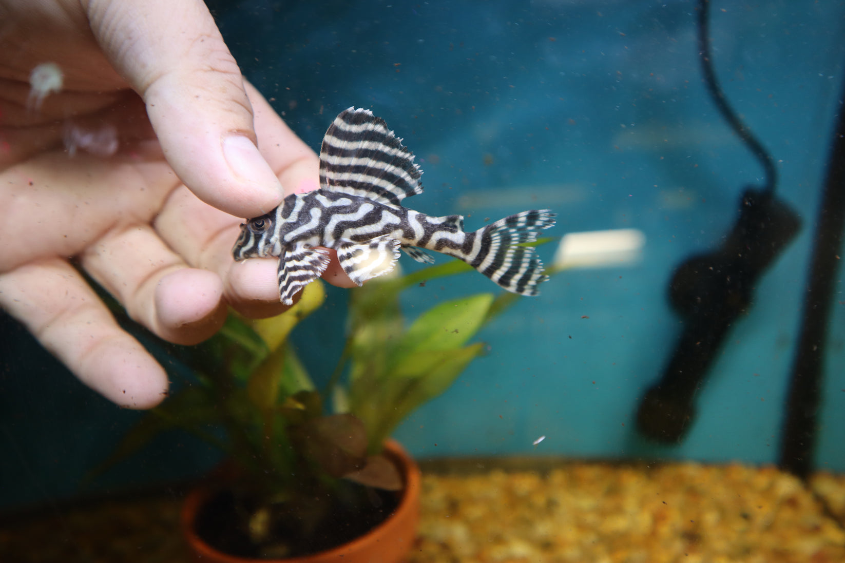 L236 Bella Monte Pleco – J4 aquatics