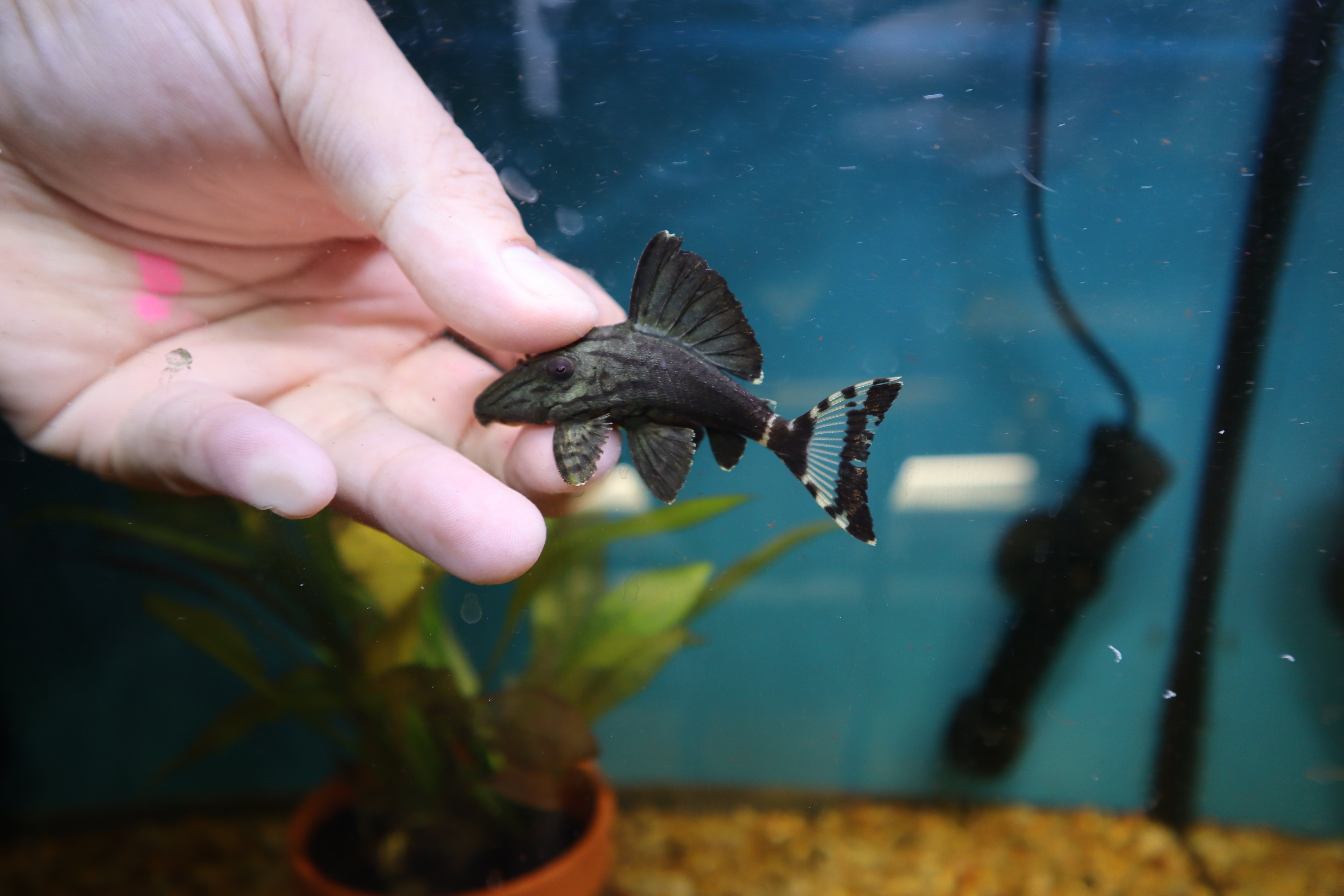 L190 Royal Pleco 1.5"-2" – J4 aquatics