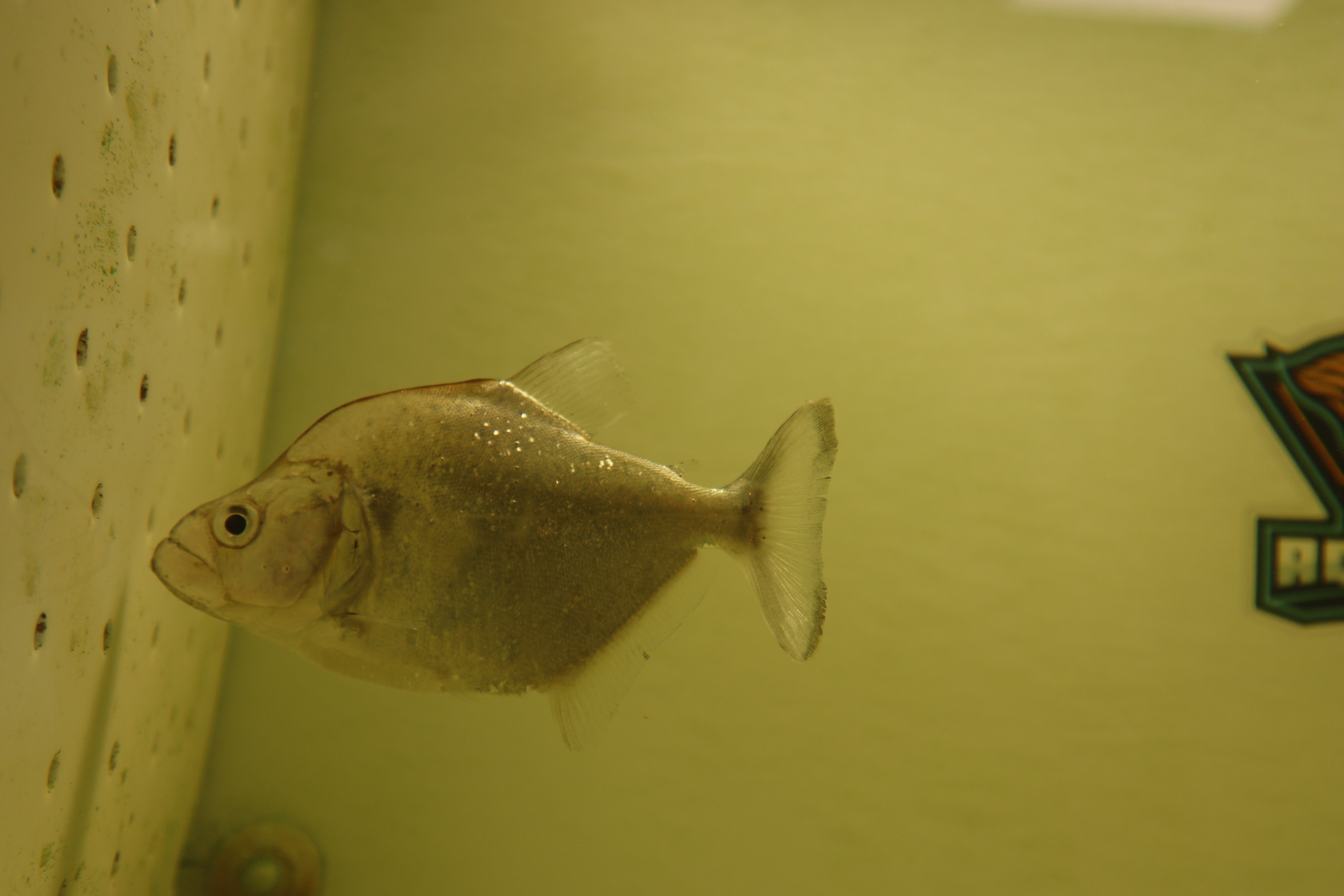 Products – Page 12 – J4 aquatics