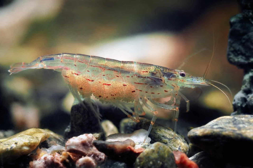 Invertebrates – J4 aquatics