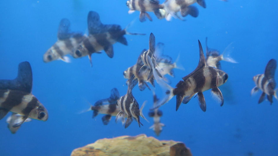 Products – Page 3 – J4 aquatics