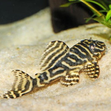 Plecos – J4 aquatics