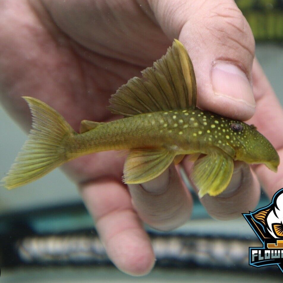 Plecos – J4 aquatics